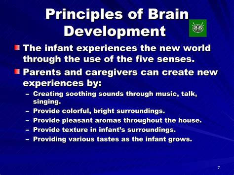 Brain Development Oftheinfant 1 Ppt