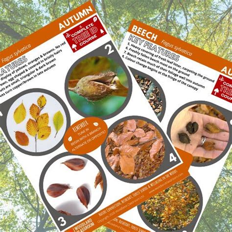 Beech Tree Id Guide In Autumn Digital Download For Arborists Learn About Trees Identification