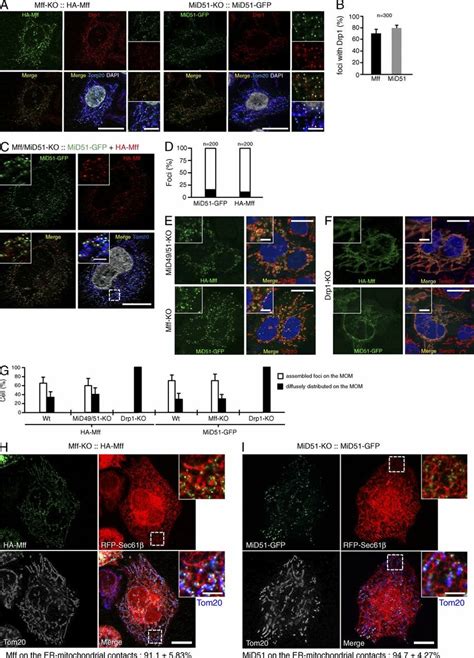 Mff And Mid51 Independently Assemble Into Foci At Er Mitochondria