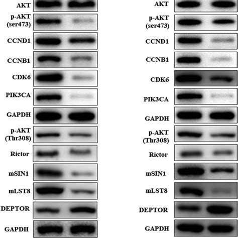 Nih Fletcher Criteria For Gist Risk Assessment Download Table
