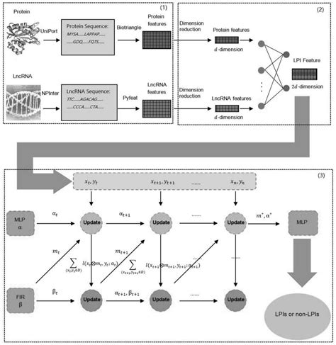 method for predicting lncrna protein interaction through double neural