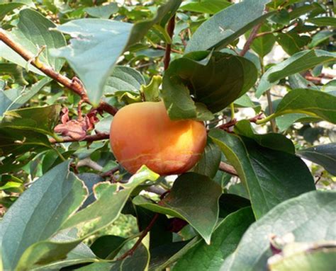 How To Identify Wild Persimmon Trees Ehow