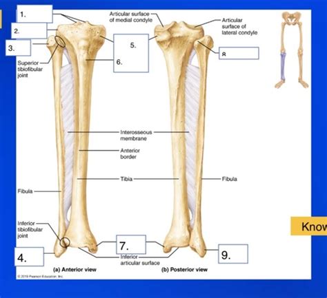 Right Leg Tibia Fibula Appendicular Skeleton Flashcards Quizlet