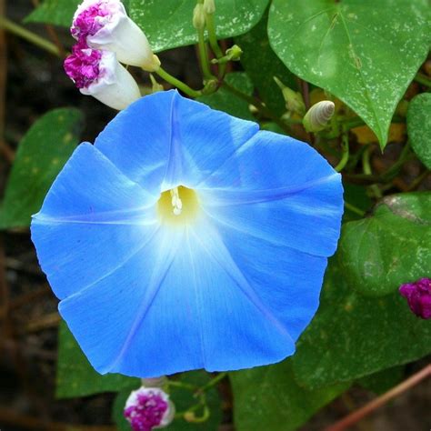 Heavenly Blue Morning Glory Seeds Usa Garden Flower Vine Tropical