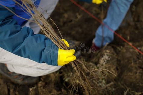 Shallow Depth Of Field Selective Focus Details With A Person Holding A Tree Sapling During A