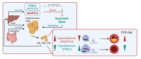 How Slimming Regulatory T Cells Limit Atherosclerosis Mechanistic Insights Into T Cell Lipid