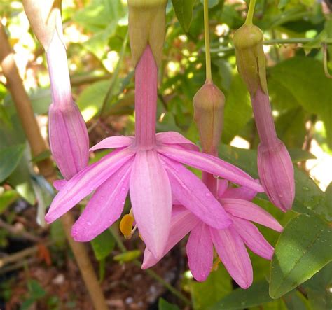 Passiflora Luzmarina From Ecuador