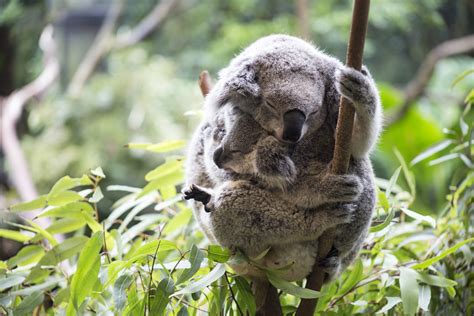 Australie des dizaines de koalas morts après la destruction d une plantation