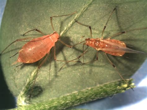 Polyphenism A Window Into Gene Environment Interactions And