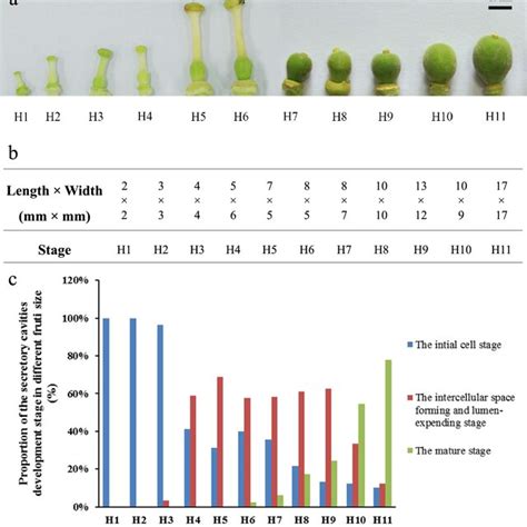 Pectin Polysaccharide Of The Secretory Cavity Cell Wall Monoclonal
