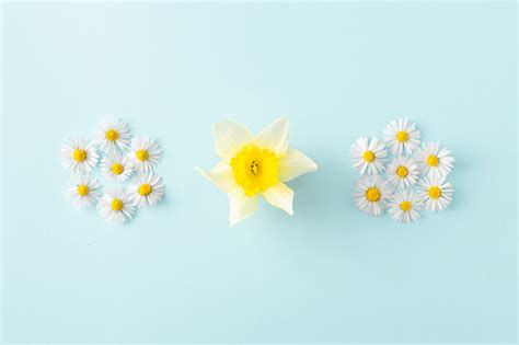 밝은 파란색 배경에 최소한의 봄 꽃 배열 창조적 인 자연 개념 플랫 레이 0명에 대한 스톡 사진 및 기타 이미지 0명 개념