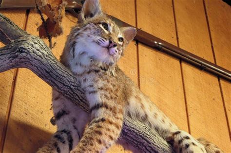 A Stuffed Bobcat Is Perched On A Tree Branch In A Restaurant Stock