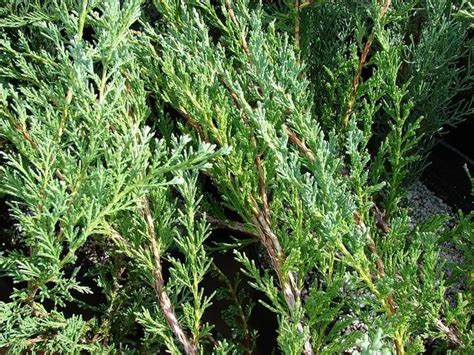 Creeping Juniper Groundcover Types Care And Propagation Evergreen