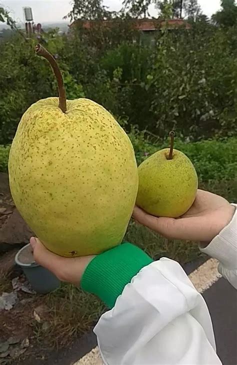 大梨子一米八的大梨子 免费 伤感说说吧