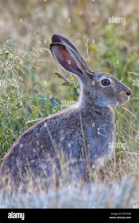 Jackrabbit Sitting In The Grass Grasslands National Parksaskatchewan