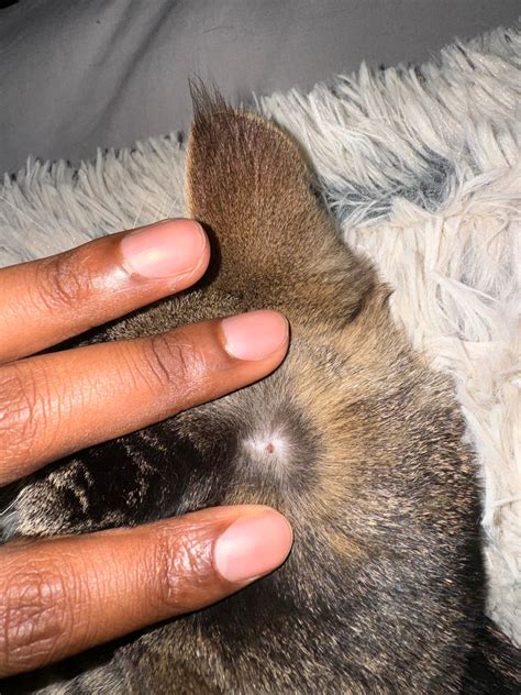 Please Help My Cat Has This Scab Looking Thing In Her Head Should I Be