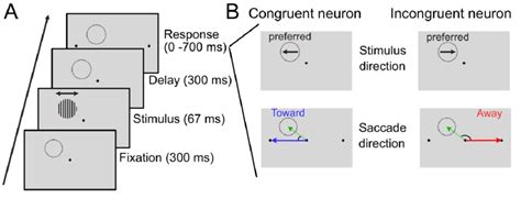 Schematic Representation Of The Experimental Paradigm And Neuronal