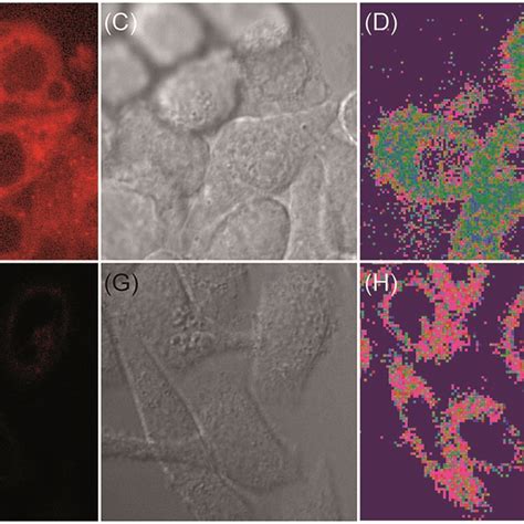 Confocal Ratiometric Fluorescence Imaging Of The Mitochondrial Polarity Download Scientific