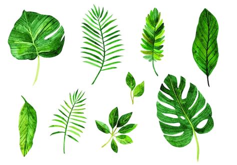 Set Leaves Premium Vector