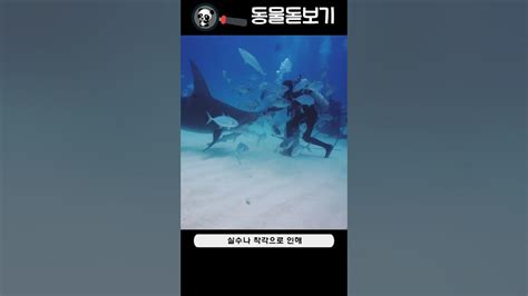 인간을 많이 공격하는 상어 2가지 Youtube