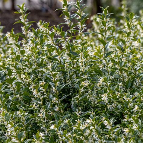 Come Identificare Sarcococca Confusa Sarcococca Confusa