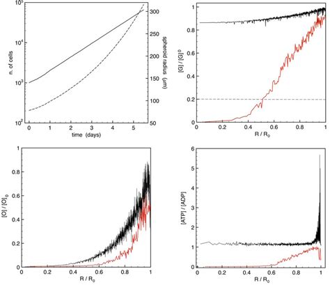 Simulation Of 3d Spheroid Growth In The Exponential Regime A Growth Download Scientific