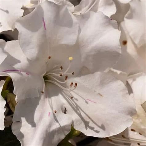 Autumn Lily Encore Azalea Rhododendron Roblex Garden Center Point
