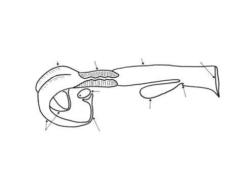 Female Cow Reproductive Anatomy Diagram Quizlet