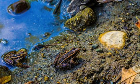 Poisonous Frogs In Texas How To Id And Avoid Them