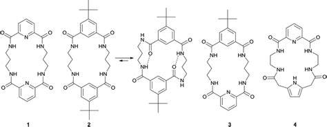 A Hybrid Macrocyclic Anion Receptor Exploiting The Pyrrole 2 5 Diacetamide Unit Rsc Advances