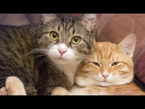 Progressive Charlestown VIDEO Two Cats Are Better Than One
