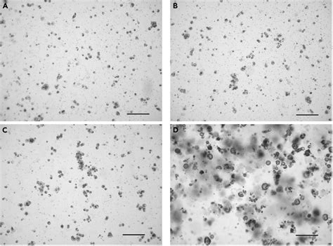 Appearance Of Single Cells From The Digested Pancreas Of A 10 Week Old