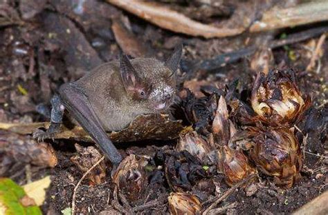 Flightless Parrots Burrowing Bats Helped Parasitic Hades Flower
