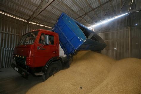 Mayor Parte De Granos De Invierno En Ucrania Está En Buenas Condiciones