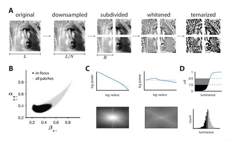 Preprocessing Of Natural Images A Images Which Use A Logarithmic