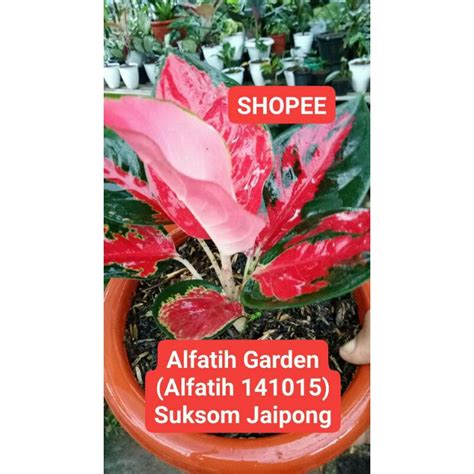 Jual Tanaman Hias Aglonema Suksom Jaipong Aglonema Suksom SUKSOM