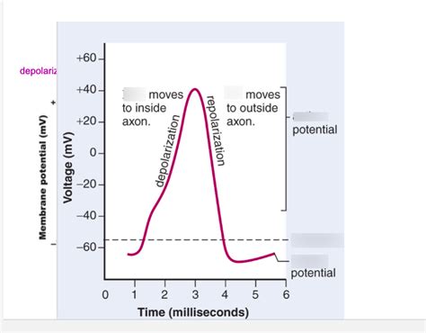 The Graph Of Resting Action Potential Diagram Quizlet