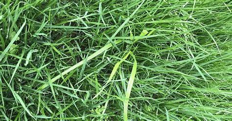 Weeds Album On Imgur