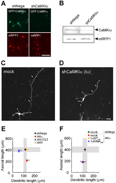 Knockdown Of Camki α Specifically Impairs Axonal But Not Dendritic