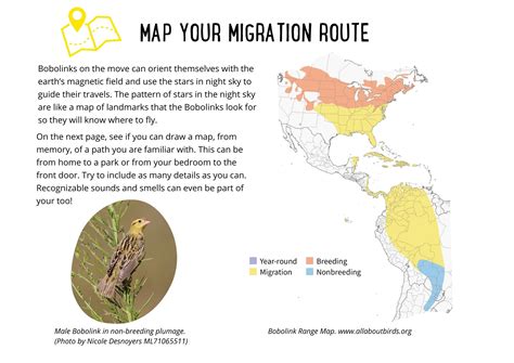 World Migratory Bird Day Birdscaribbean World Migratory Bird Day Birdscaribbean