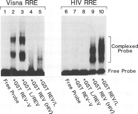 Sequence Specificity Of The Hiv 1 Rev And Rev V Proteins The Lrev