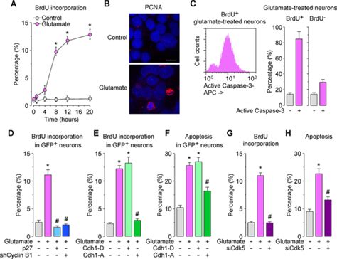 Cdk5 Mediated Cdh1 Phosphorylation Induces Cell Cycle Entry Leading To Download Scientific