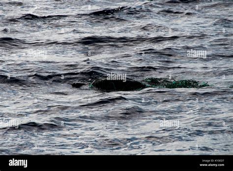 Turtle Caught In Net Hi Res Stock Photography And Images Alamy