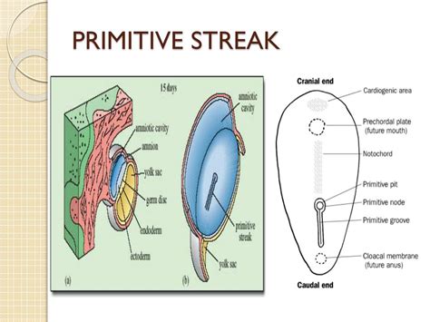Ppt Embryology Powerpoint Presentation Free Download Id4872276
