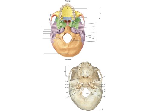 Bone Surface Marking Inferior View Of Skull Quiz