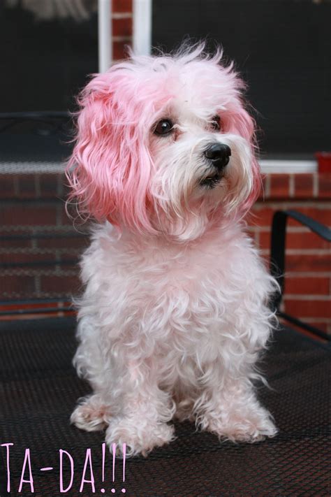 Kool Aid Hair Dye Diy Artofit