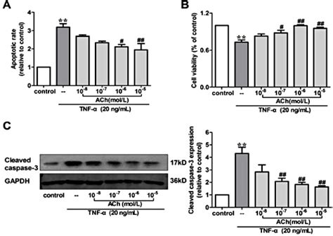 Acetylcholine Attenuated Tnf α Induced Apoptosis In H9c2 Cells Role Of