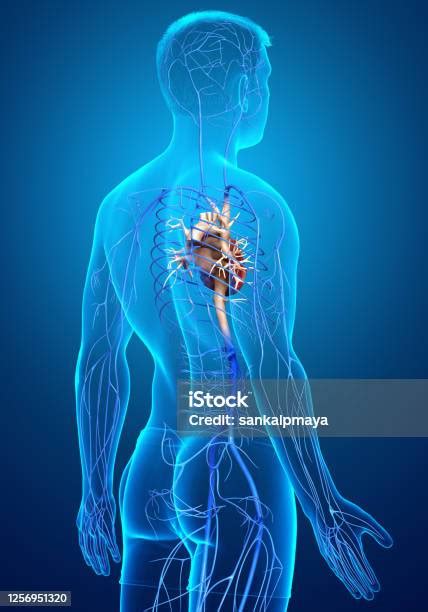 3d 는 수컷 정맥 해부학의 의학적으로 정확한 그림을 렌더링 3차원 형태에 대한 스톡 사진 및 기타 이미지 3차원 형태
