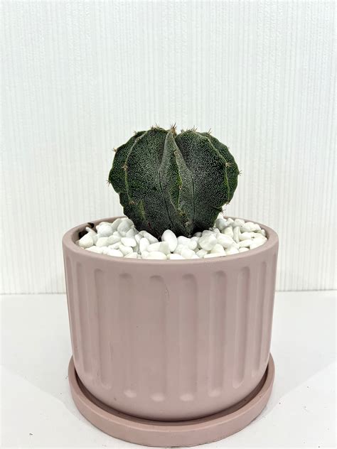 Astrophytum Myriostigma Var Cactus Plant People