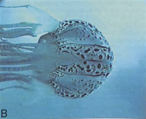 Chirodectes Maculatus Naturalists Guide